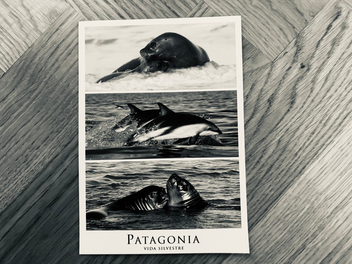 Patagonia Vida Silvestre (01/24) – Partiz